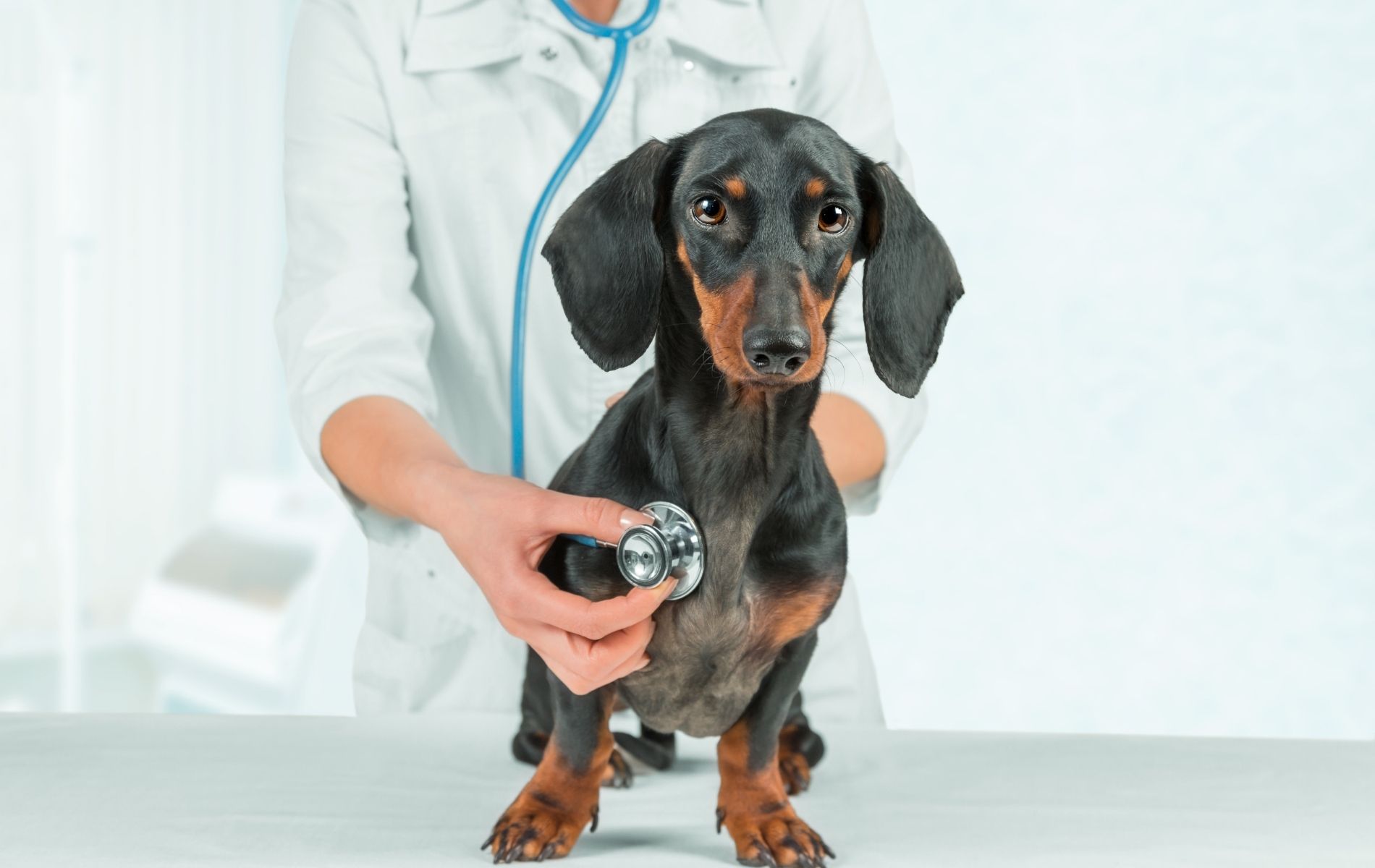 Associate Veterinarian Financial Management | Florida Veterinary Advisors