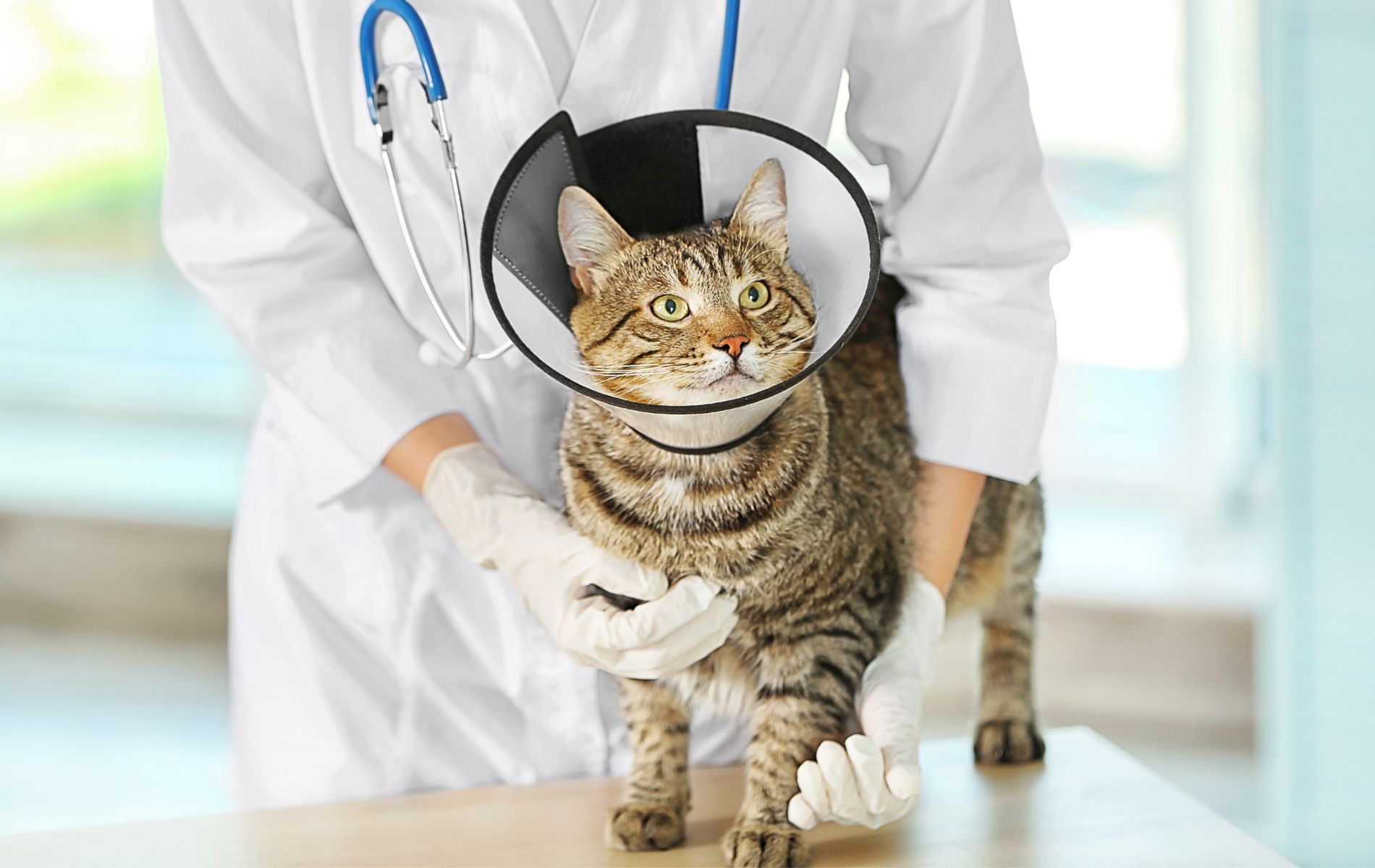 Protect, Grow & Exit Your Veterinary Practice | FVA